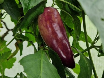 Paprika vermehren: Samengärtner verrät, wie du Saatgut gewinnst