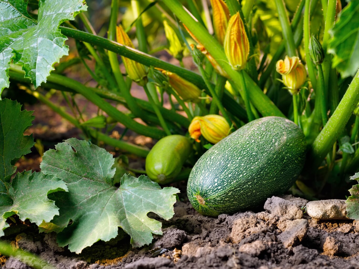 Vorsicht! Bittere Zucchini enthalten diesen Giftstoff
