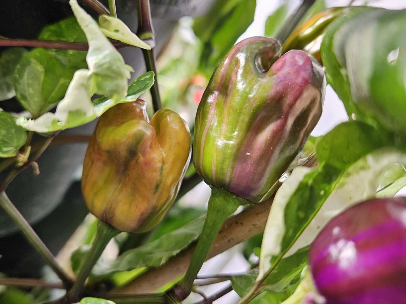 Milde Chilis: Diese Sorten schmecken intensiv – ganz ohne Schärfe!
