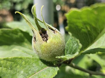 Himbeeren: So gelingt Anbau und Pflege der kleinen Früchte