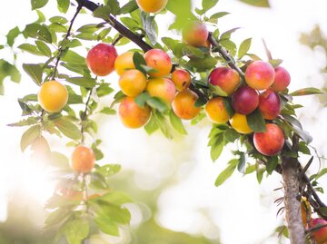 Maronen pflanzen, ernten und Co.: So pflegst du den Baum richtig
