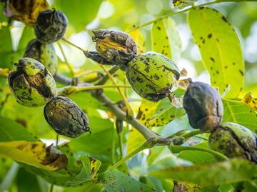 Maronen pflanzen, ernten und Co.: So pflegst du den Baum richtig