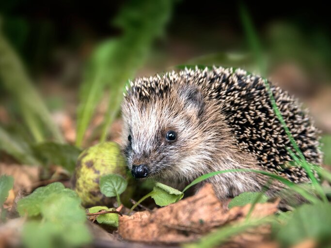 Wieder wach: Igel nach dem Winterschlaf unterstützen