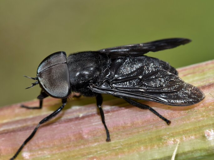Bremsen im Garten: So kannst du dich vor Stichen schützen